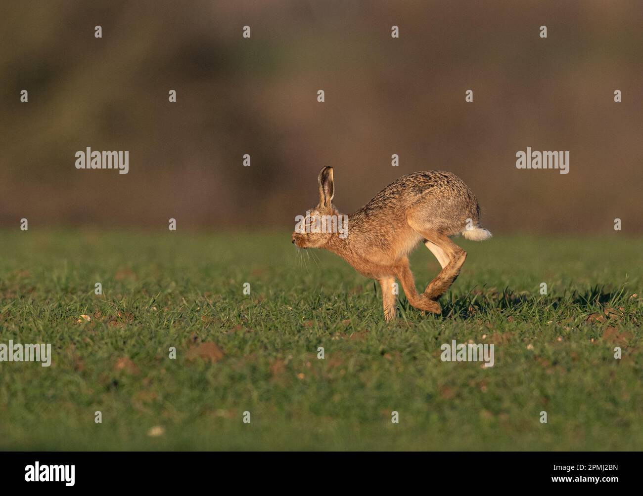A Brown Hare( Lepus europaeus) accelerating across the farmers crop,at ...