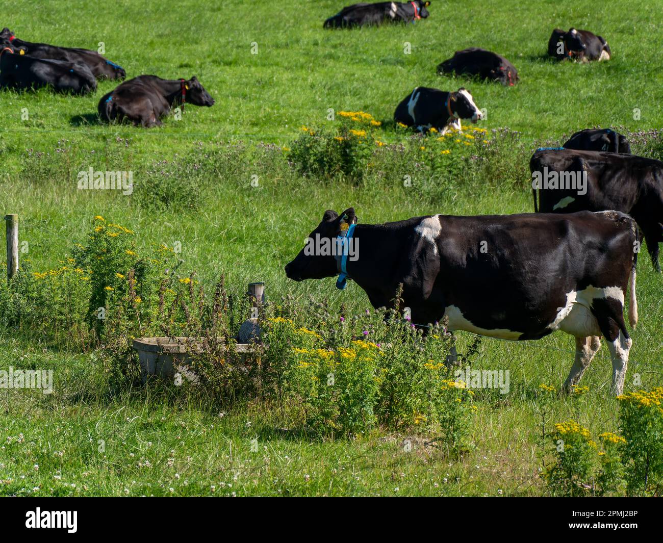 A cow eats grass in a field. Irish farm. Agricultural landscape. Cattle ...
