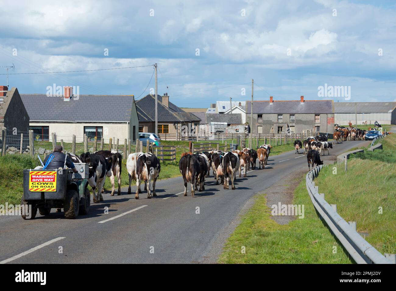 Country cow hi-res stock photography and images - Alamy
