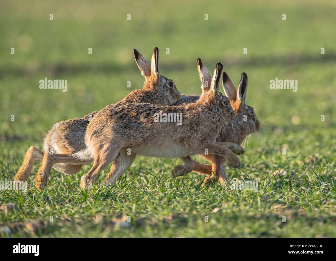 Chasing the hare hi-res stock photography and images - Alamy