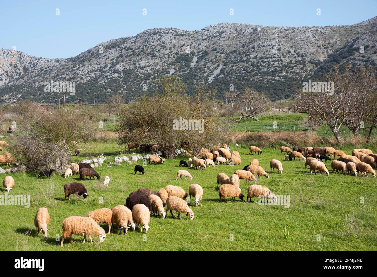 Sheep near Agios Konstantinos, Lassithi plateau with mountains, Crete ...