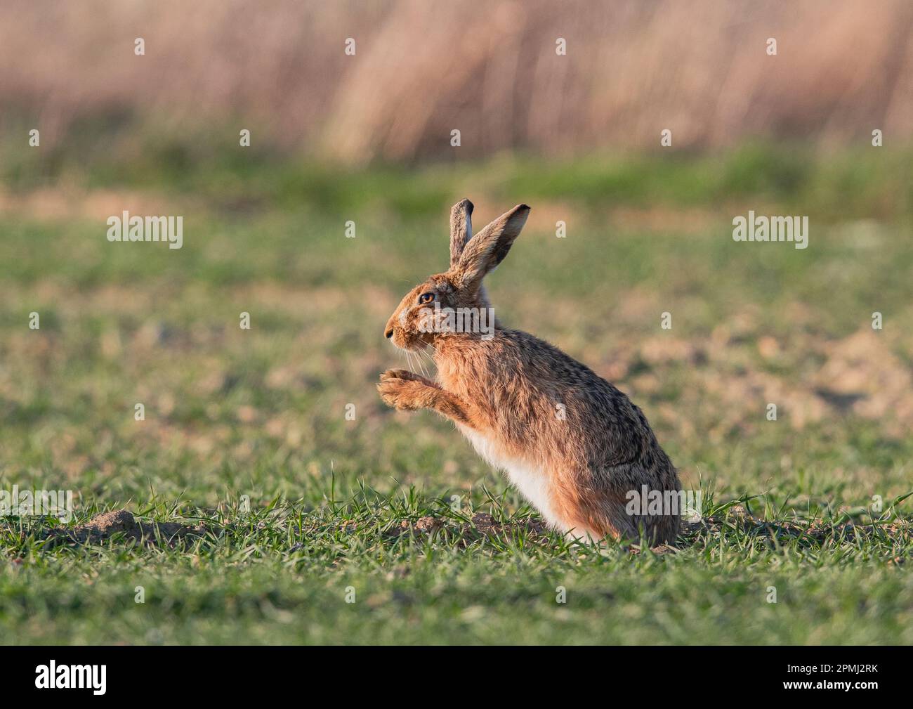 A Brown Hare (Lepus europaeus) sitting upright in the sunlight. looks ...