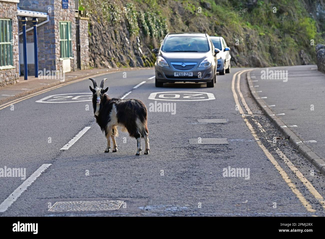 Cheddar, UK. 13th Apr, 2023. On a mild evening in Cheddar Gorge a pair ...