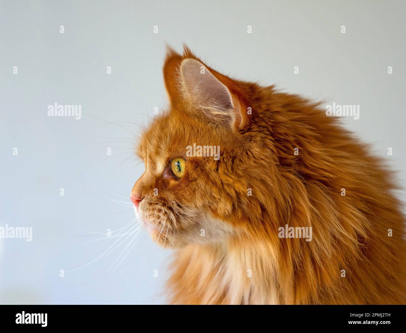 Maine Coon domestic cat portrait Stock Photo - Alamy