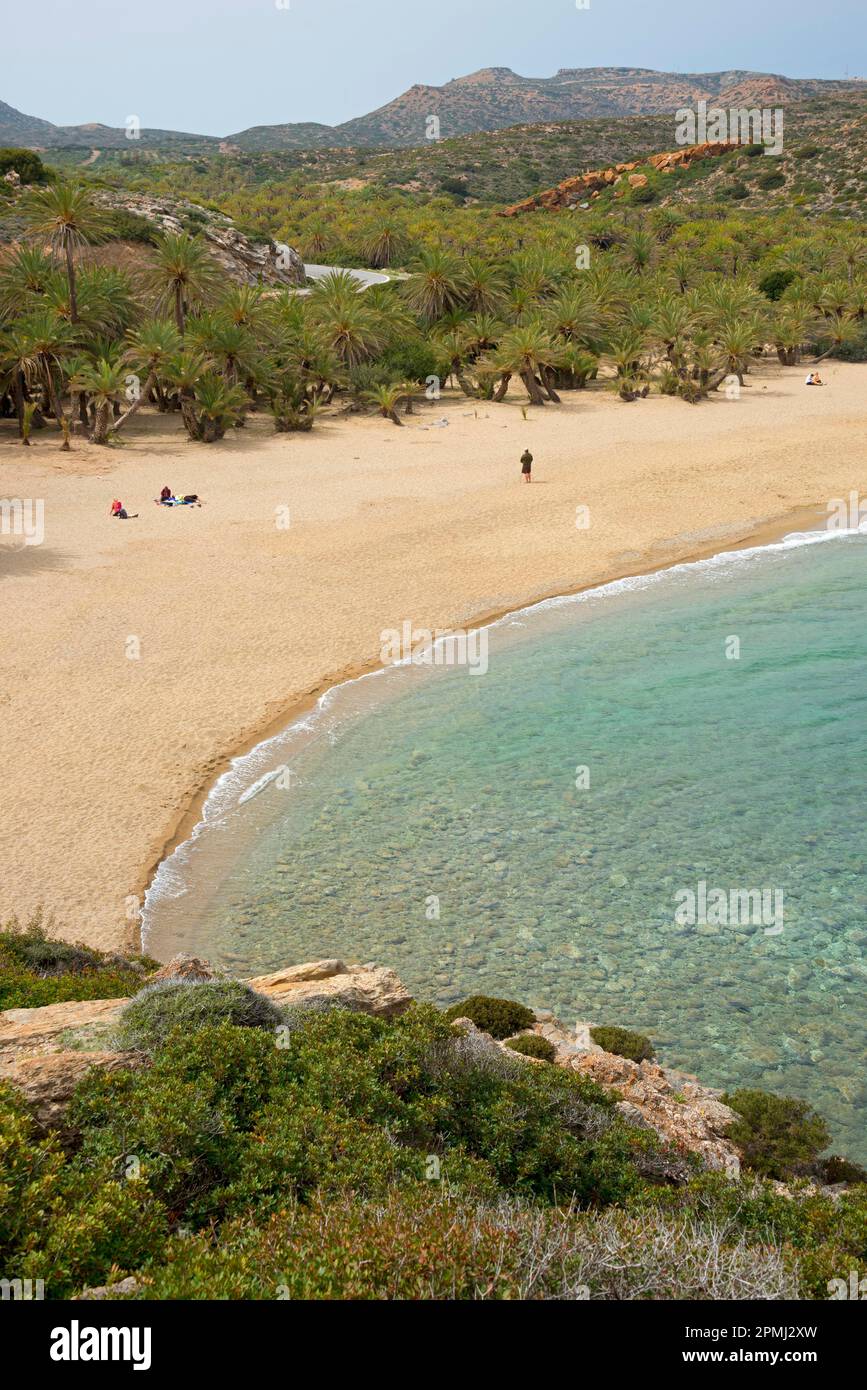 Palm beach of Vai with Cretan (Phoenix theophrasti) Date Palms, Crete ...