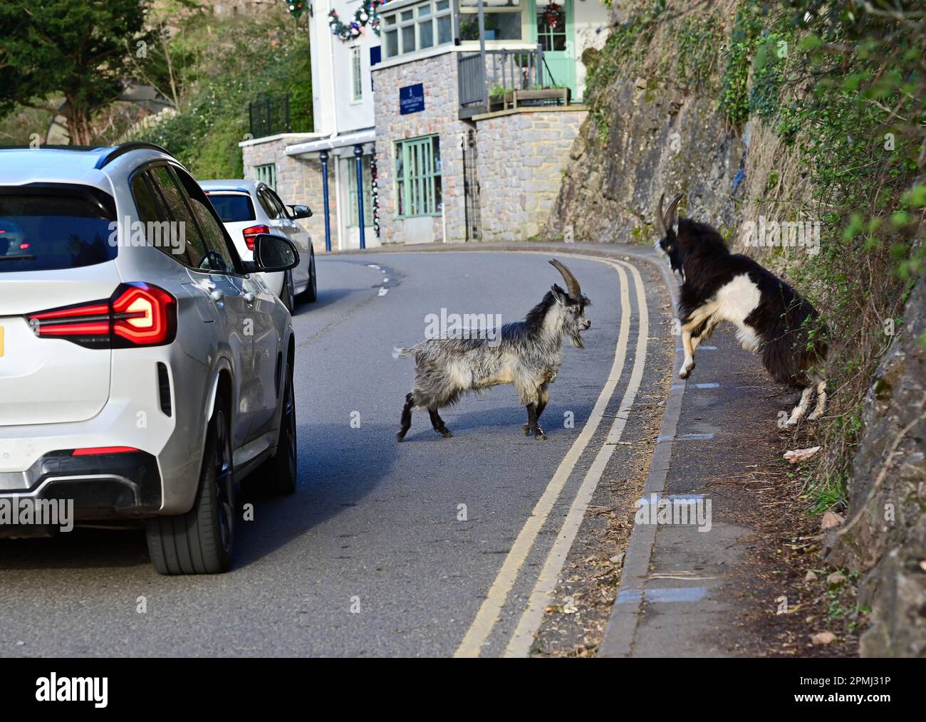 Cheddar, UK. 13th Apr, 2023. On a mild evening in Cheddar Gorge a pair ...