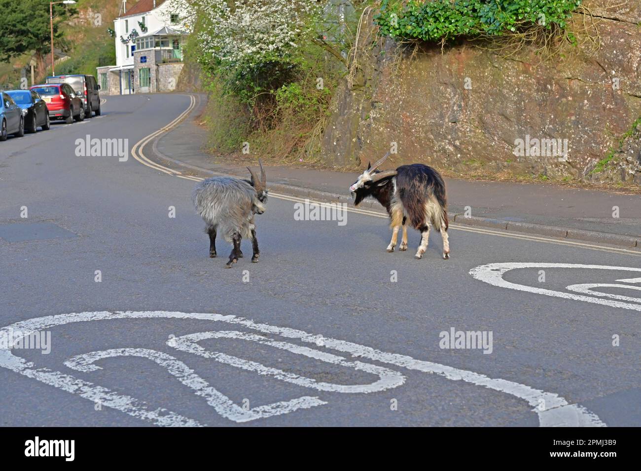 Cheddar, UK. 13th Apr, 2023. On a mild evening in Cheddar Gorge a pair ...