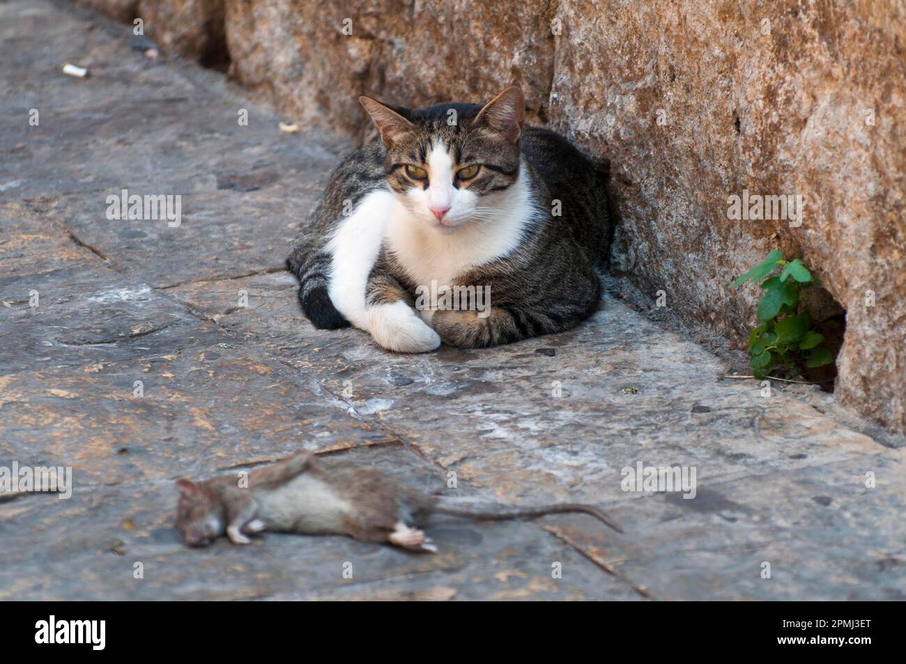 Cat and Rat, Kotor, Bay of Kotor, Montenegro Stock Photo - Alamy