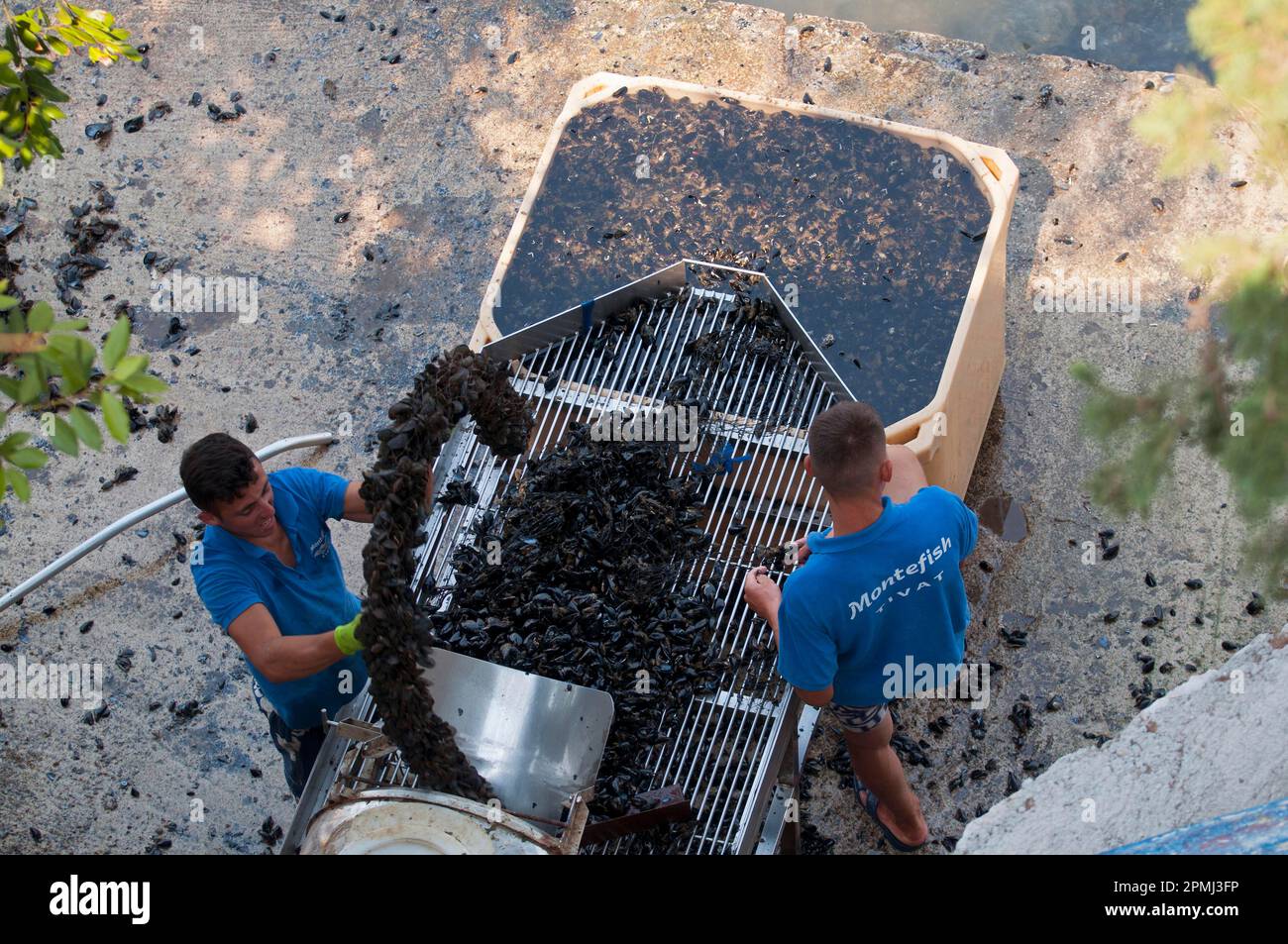 Shell harvest, Bay of Kotor, Montenegro Stock Photo - Alamy