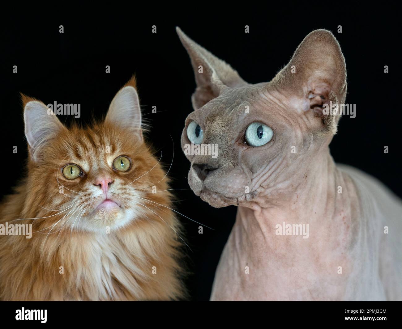 Maine Coon and Sphynx cat or Canadian Sphynx portrait Stock Photo - Alamy