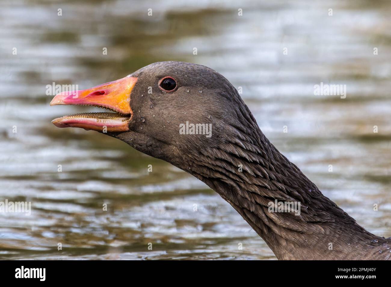 Head shot of a hissing greylag goose, Anser anser. The greylag goose is ...