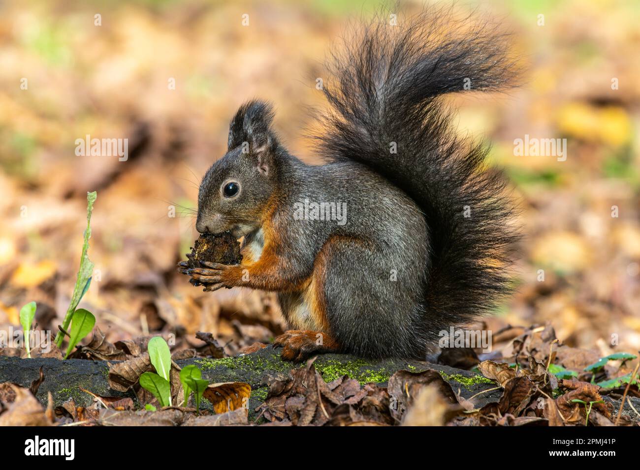 Grey squirrel, Sciurus at Old North Cemetery of Munich, Germany in ...