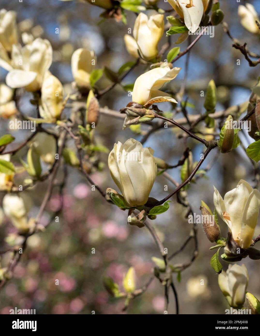 Close up of stunning yellow flowers of the rare Yellow Fever magnolia ...