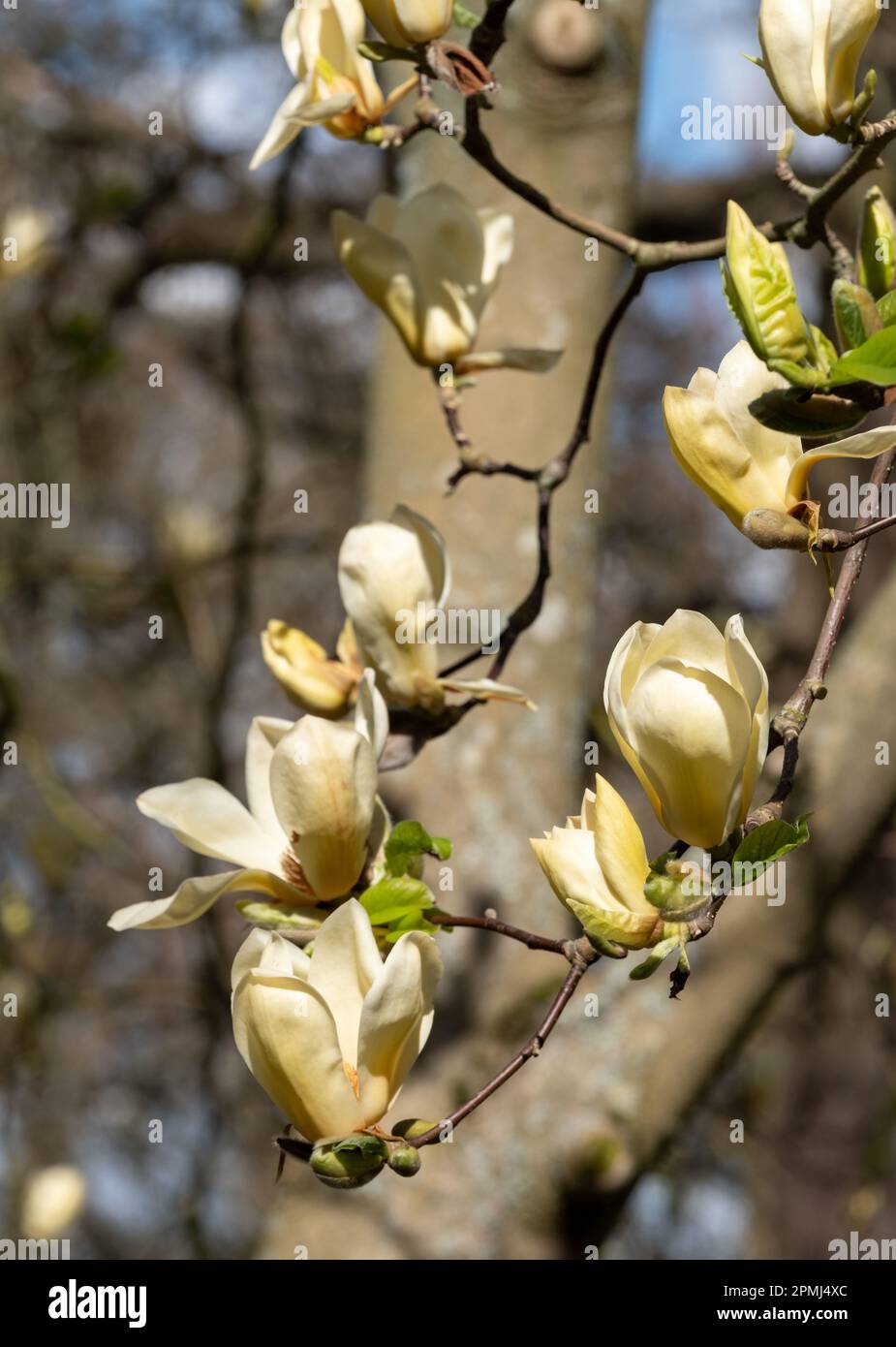 Close up of stunning yellow flowers of the rare Yellow Fever magnolia ...