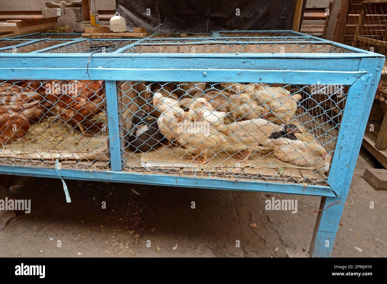 Domestic chickens for sale, market in Seririt, North Bali, Bali ...