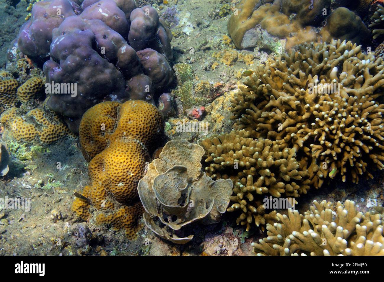 Stony corals, Seriatopora spec., in coral reef, North Bali, Bali ...