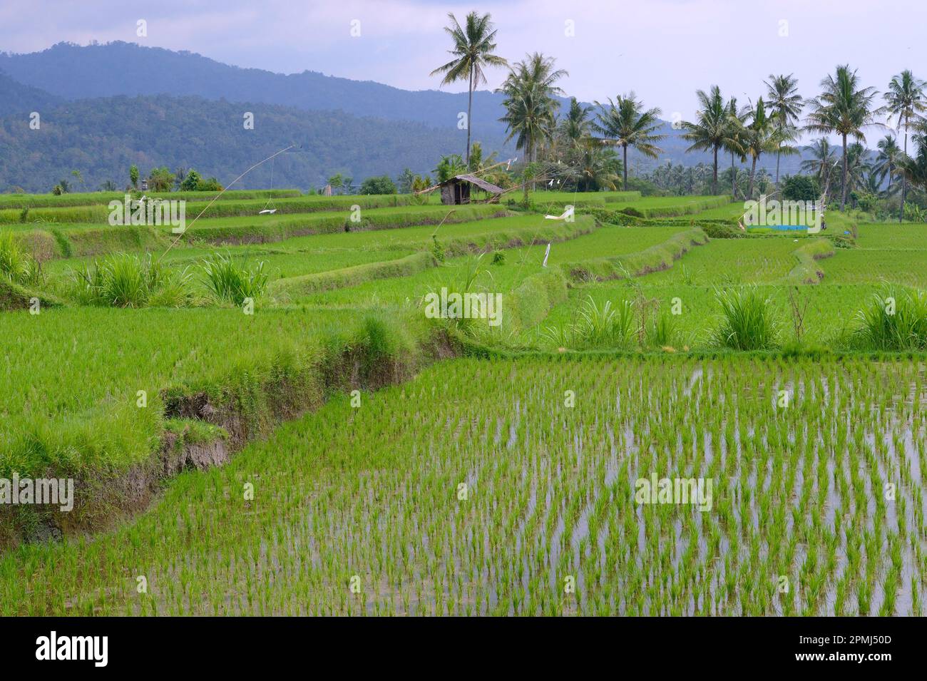 Rice fields and rice terraces, Munduk, Central Bali, Bali, Indonesia ...
