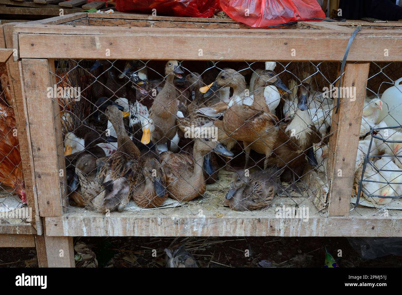 Ducks for sale at a market in Seririt, North Bali, Bali, Indonesia ...