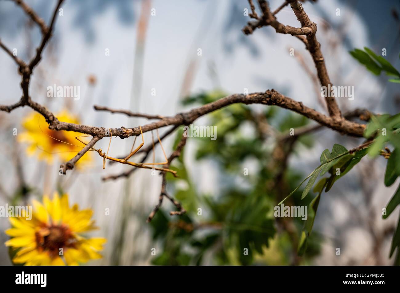 Walking stick insect trying to blend in and camouflage on a tree branch ...