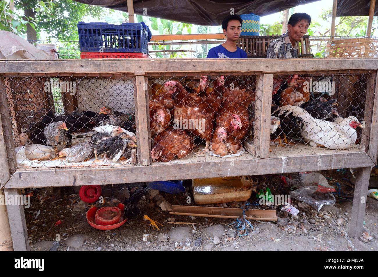 Domestic chickens for sale, market in Seririt, North Bali, Bali ...