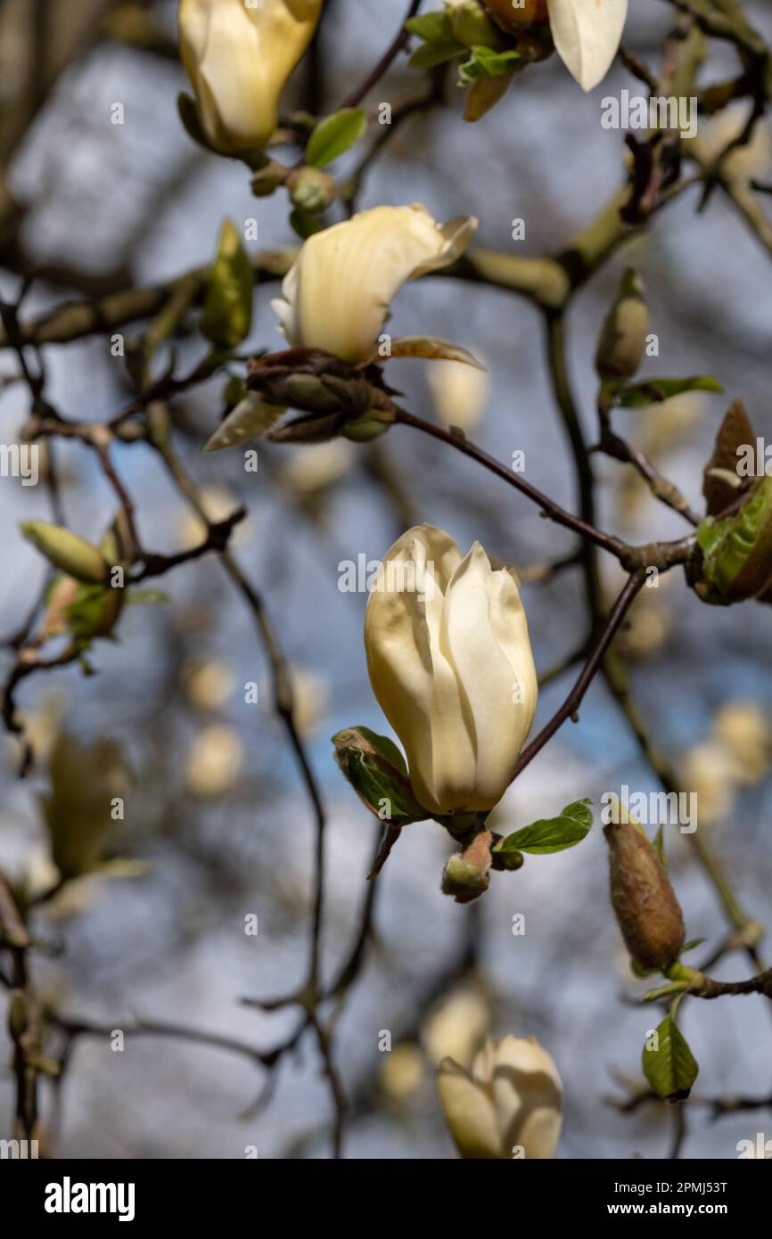 Close up of stunning yellow flowers of the rare Yellow Fever magnolia ...