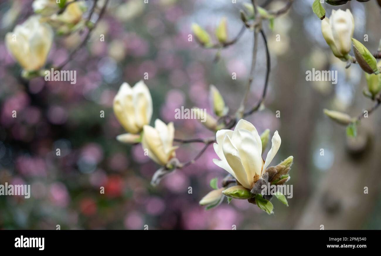 Close up of stunning yellow flowers of the rare Yellow Fever magnolia ...