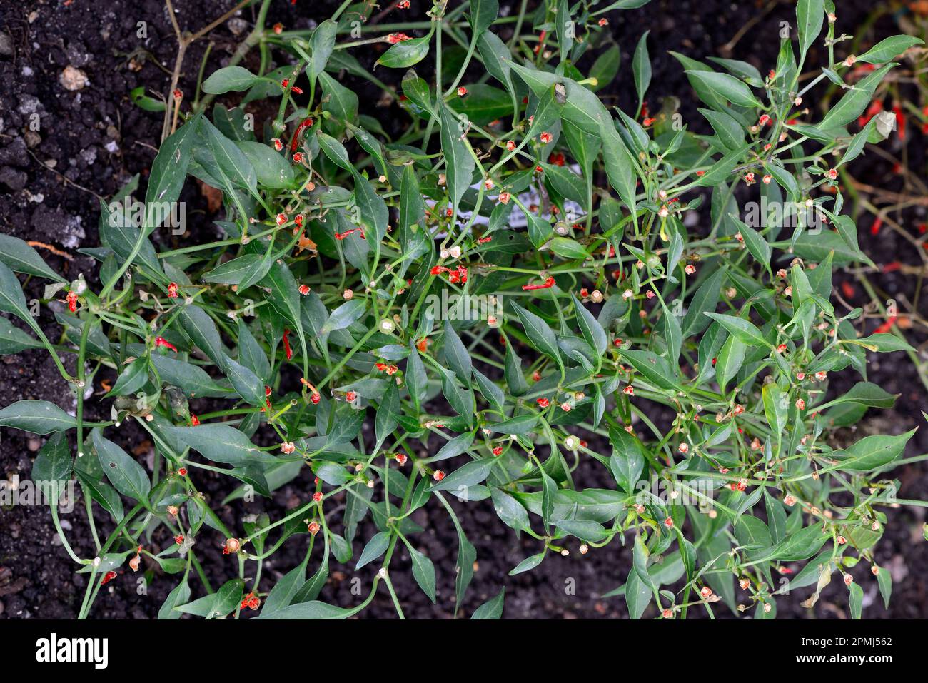 Semi-shrubby sweet pepper (Capsicum) frutescens, America Stock Photo ...