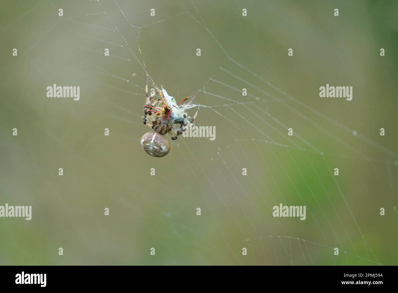 Spinne und beute im netz hi-res stock photography and images - Alamy