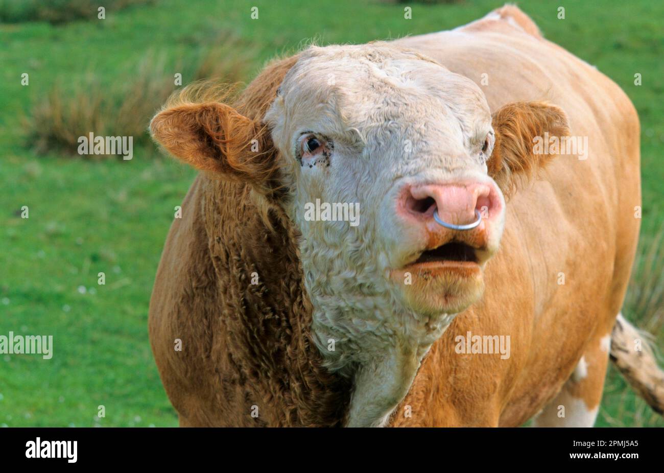 Domestic cattle, Simmental bull with nose ring, roaring Stock Photo - Alamy