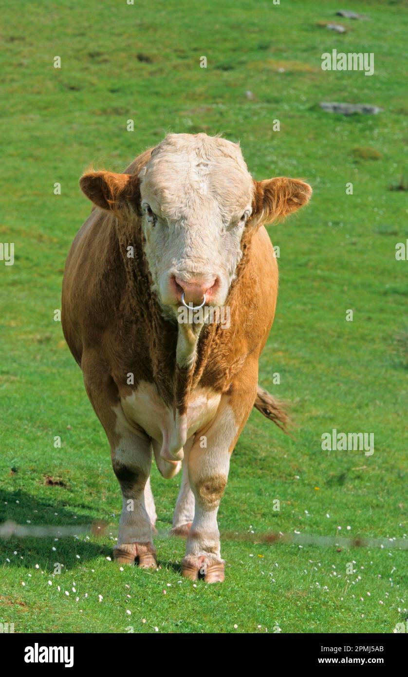 Simmental Cattle