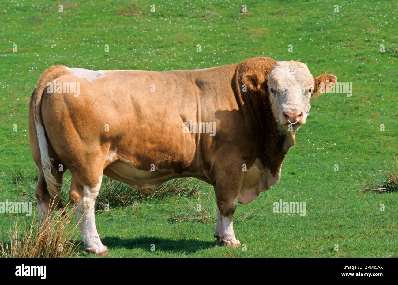 Rancho Simmental Bull