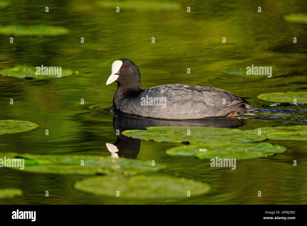 Eurasian coot (Fulica atra), De Witt lake, conservation area Schwalm ...