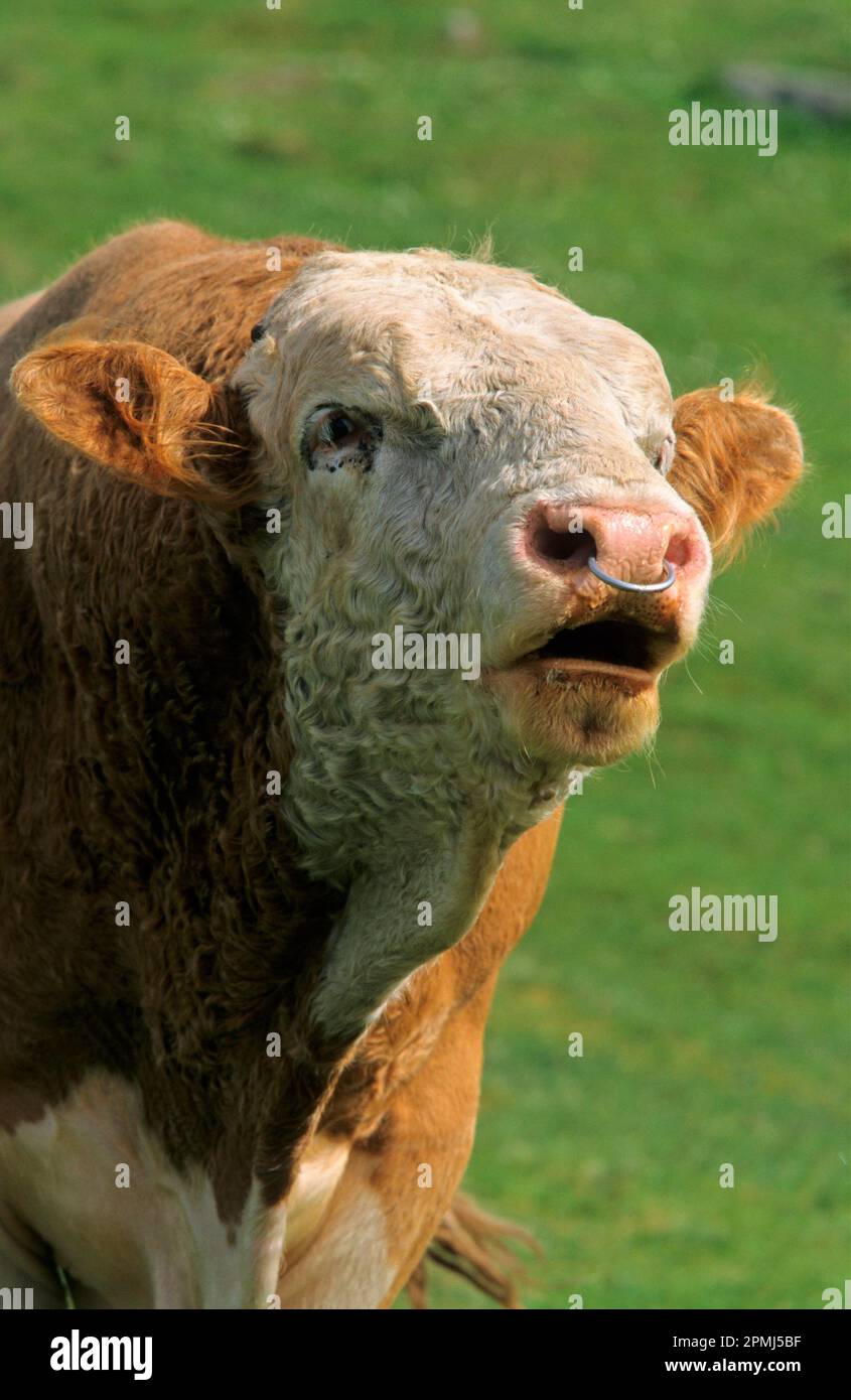 Domestic cattle, Simmental bull with nose ring, roaring Stock Photo - Alamy