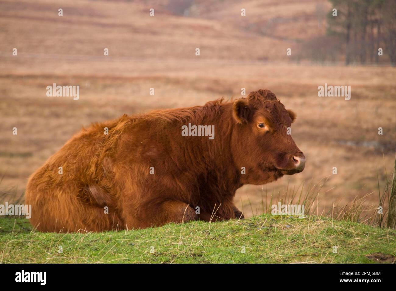 Luing cow, Scotland, Great Britain Stock Photo - Alamy