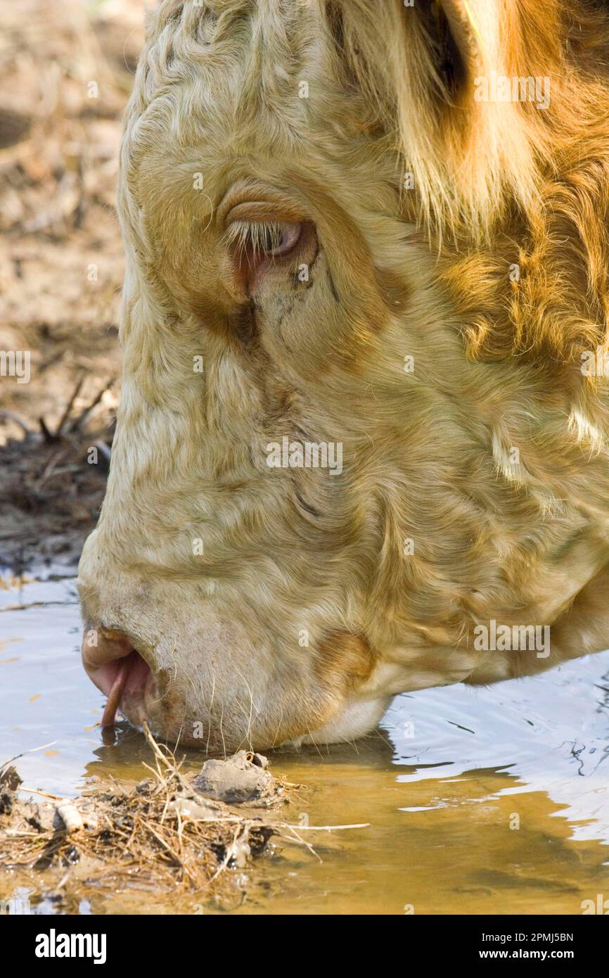 Domestic cattle, Simmental bull drinking, close-up of the head Stock ...
