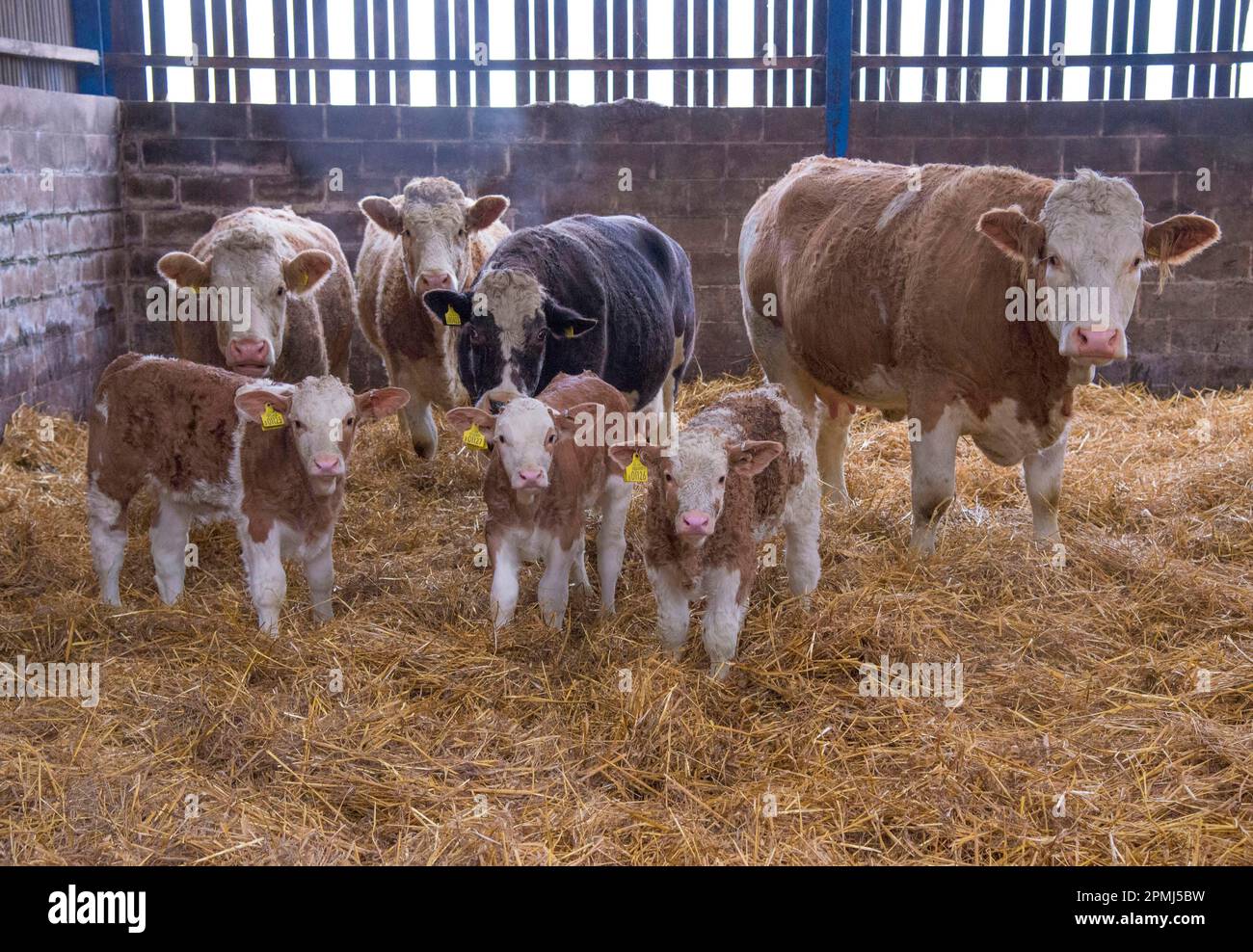 Domestic Cattle, Simmental cows and calves, standing in straw yard ...