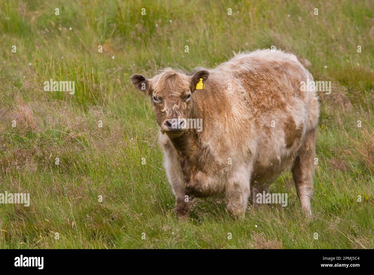 Luing cattle are a beef breed developed on the island of Luing in the ...