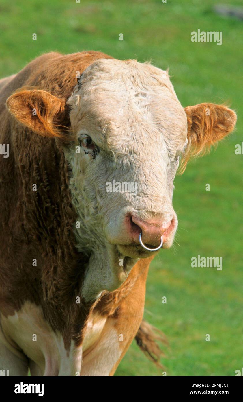Domestic cattle, Simmental bull with ring through nose, close-up of ...