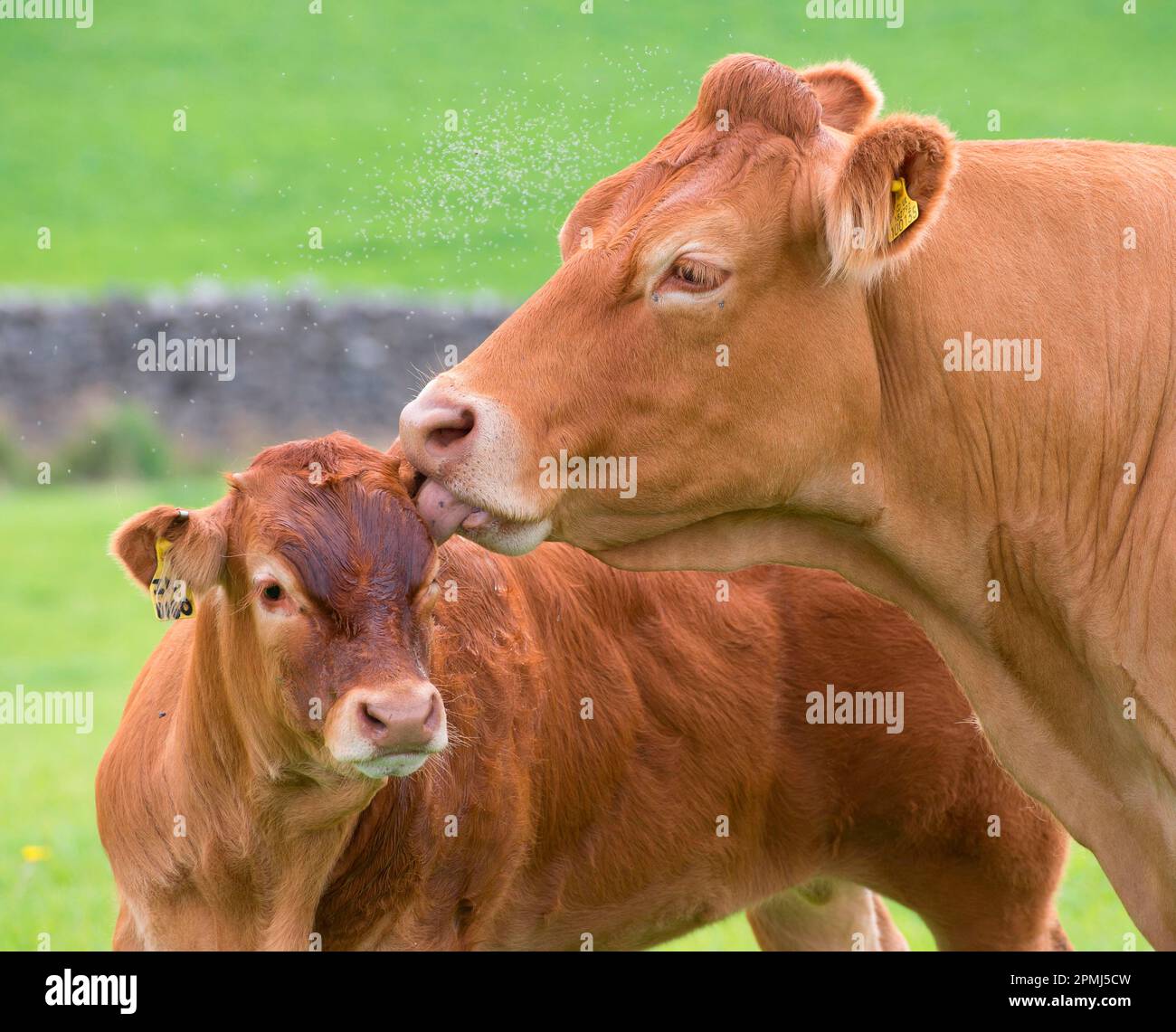 Limousin cow and calf lick hi-res stock photography and images - Alamy