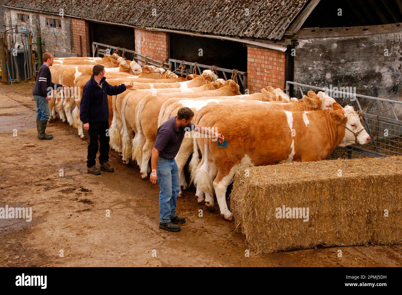 Cattle three hi-res stock photography and images - Alamy