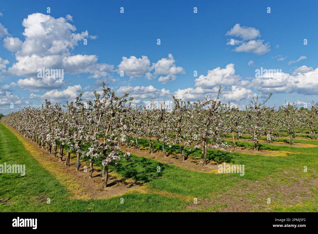 Apple plantation (Malus), Kempen, NRW, Germany Stock Photo - Alamy