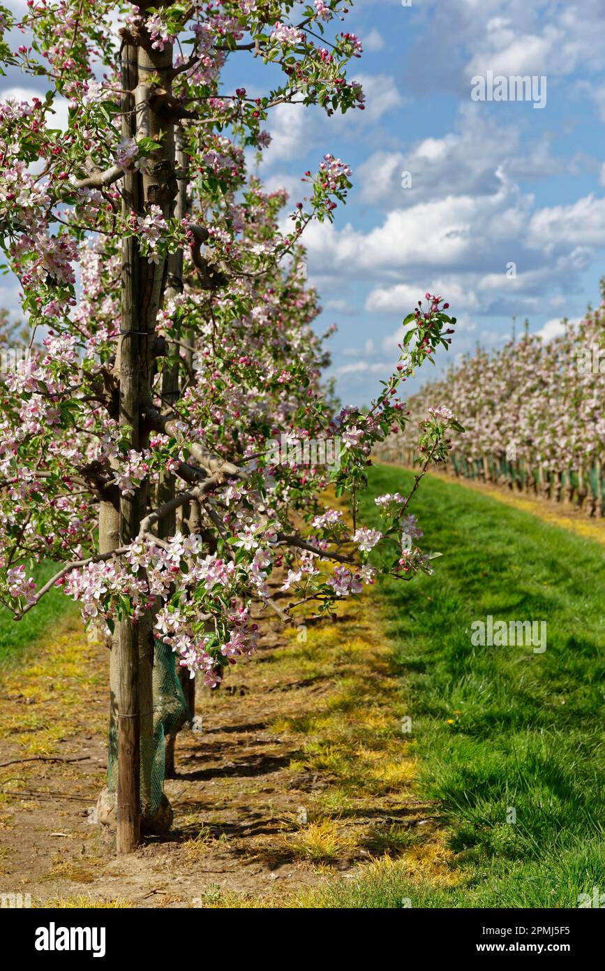 Apple plantation (Malus), Kempen, NRW, Germany Stock Photo - Alamy