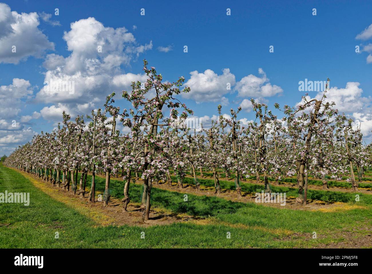 Apple plantation (Malus), Kempen, NRW, Germany Stock Photo - Alamy