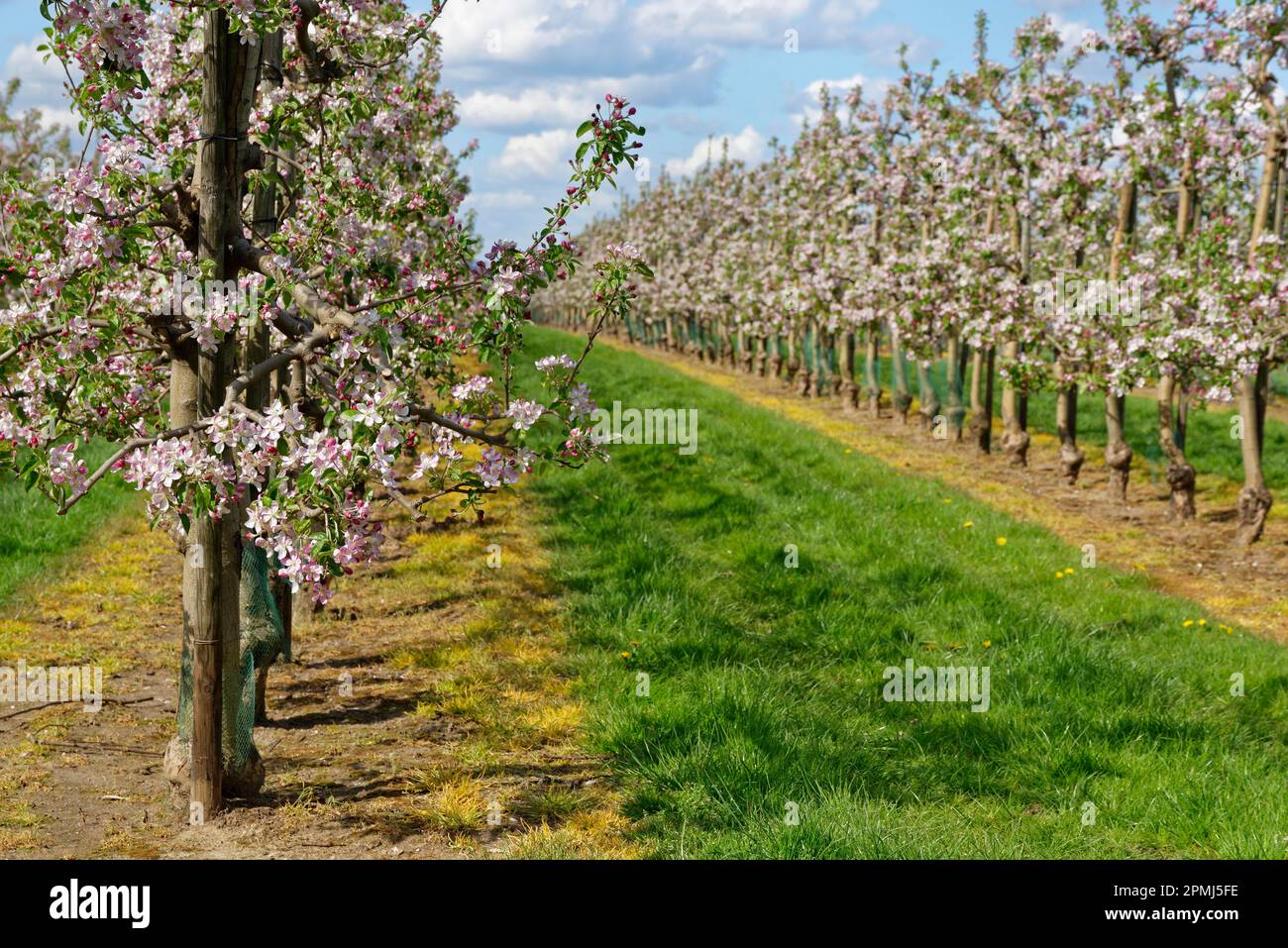 Apple plantation (Malus), Kempen, NRW, Germany Stock Photo - Alamy