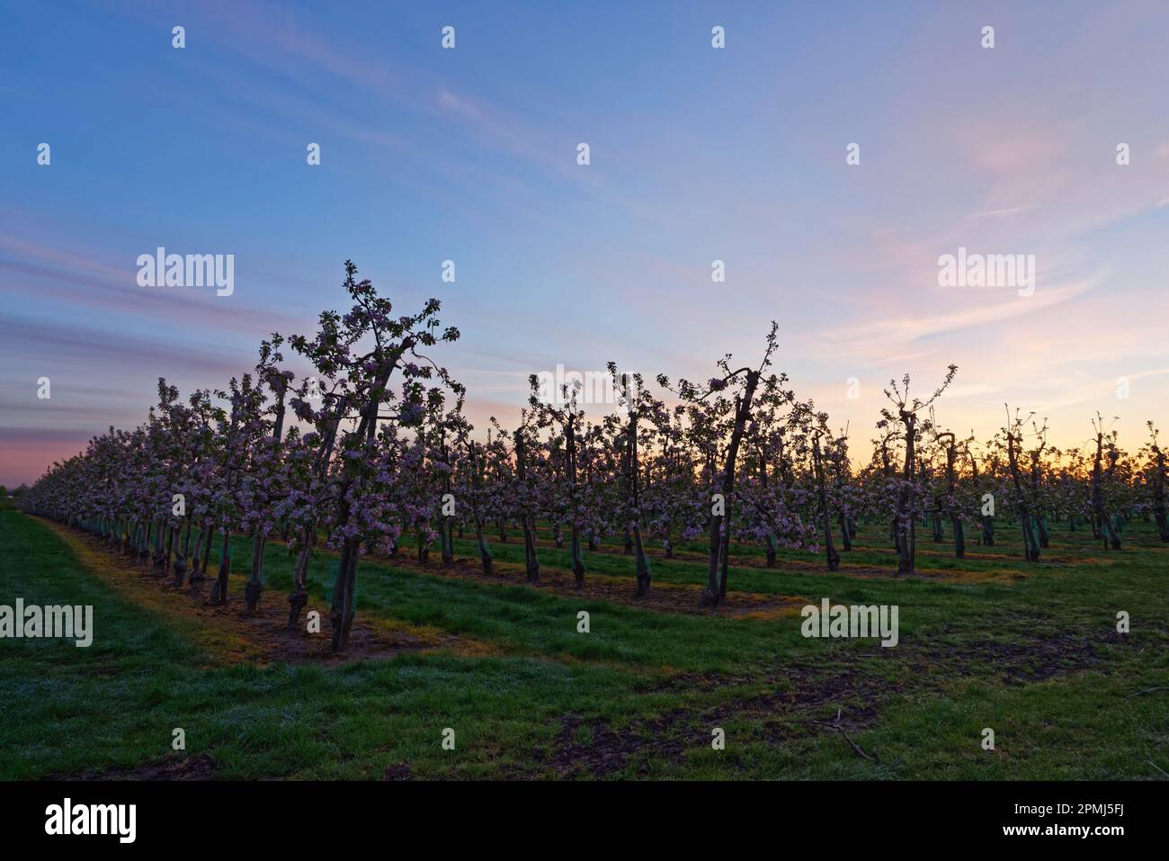 Apple plantation (Malus), Kempen, NRW, Germany Stock Photo - Alamy