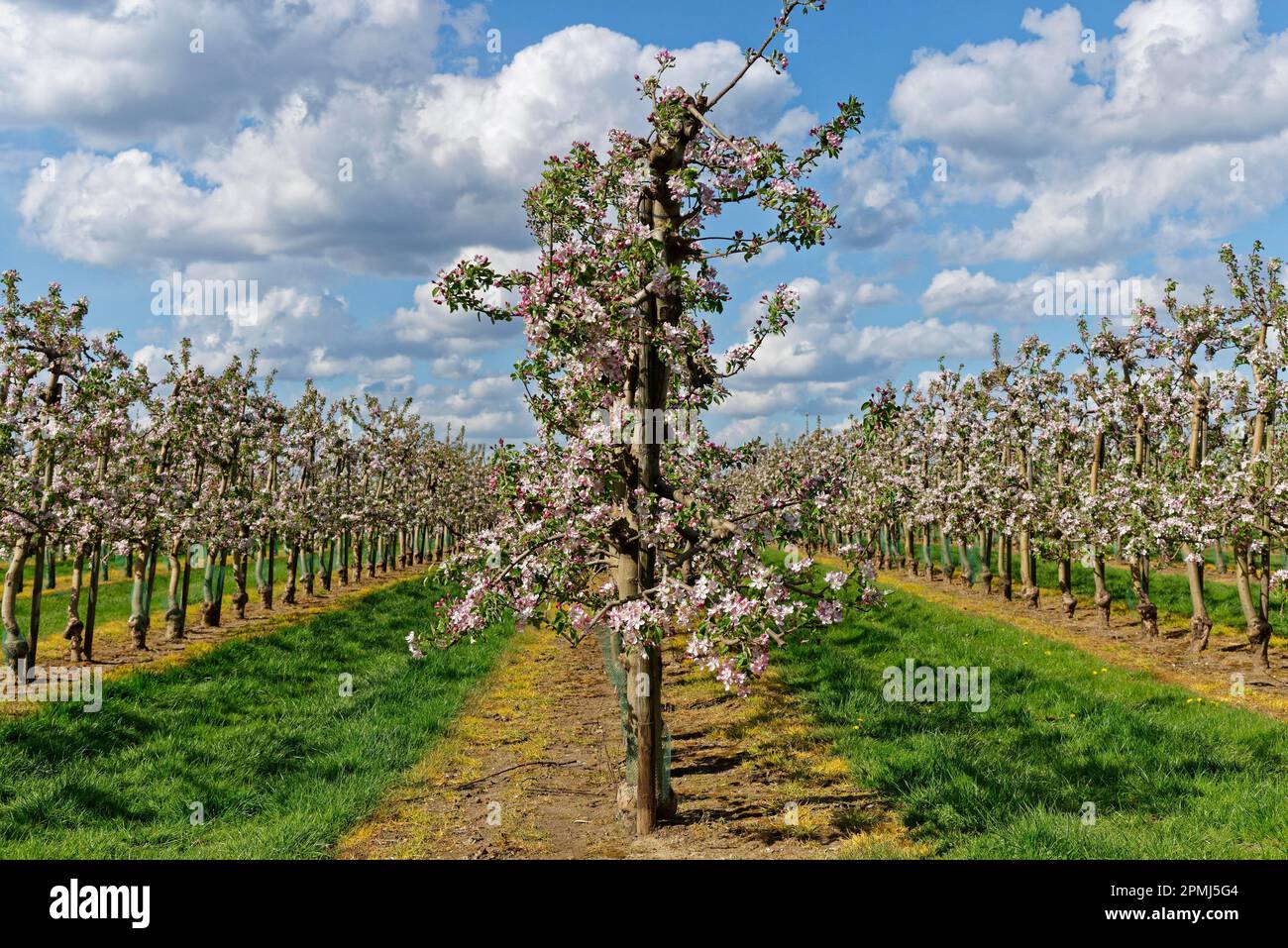 Apple plantation (Malus), Kempen, NRW, Germany Stock Photo - Alamy