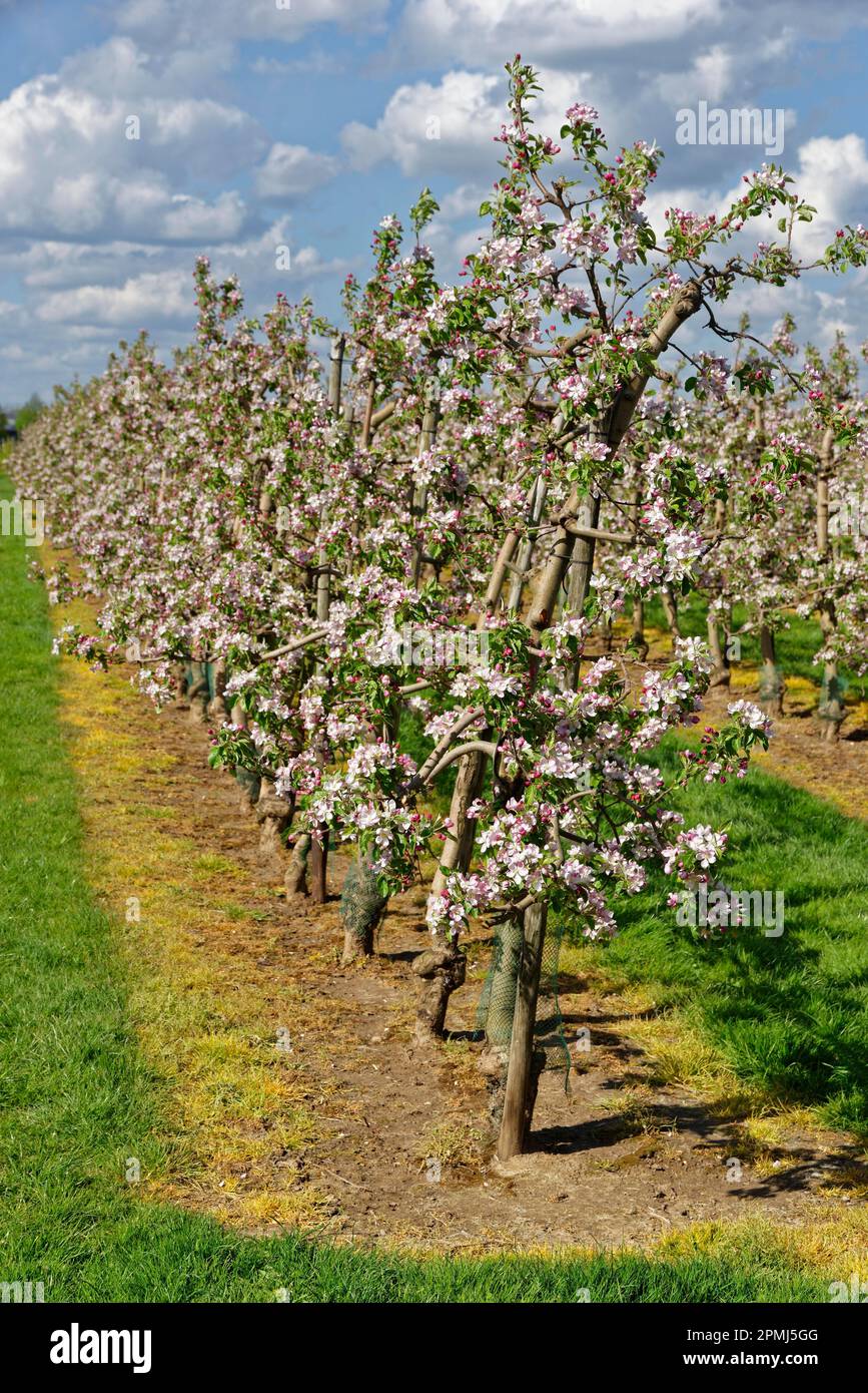 Apple plantation (Malus), Kempen, NRW, Germany Stock Photo - Alamy