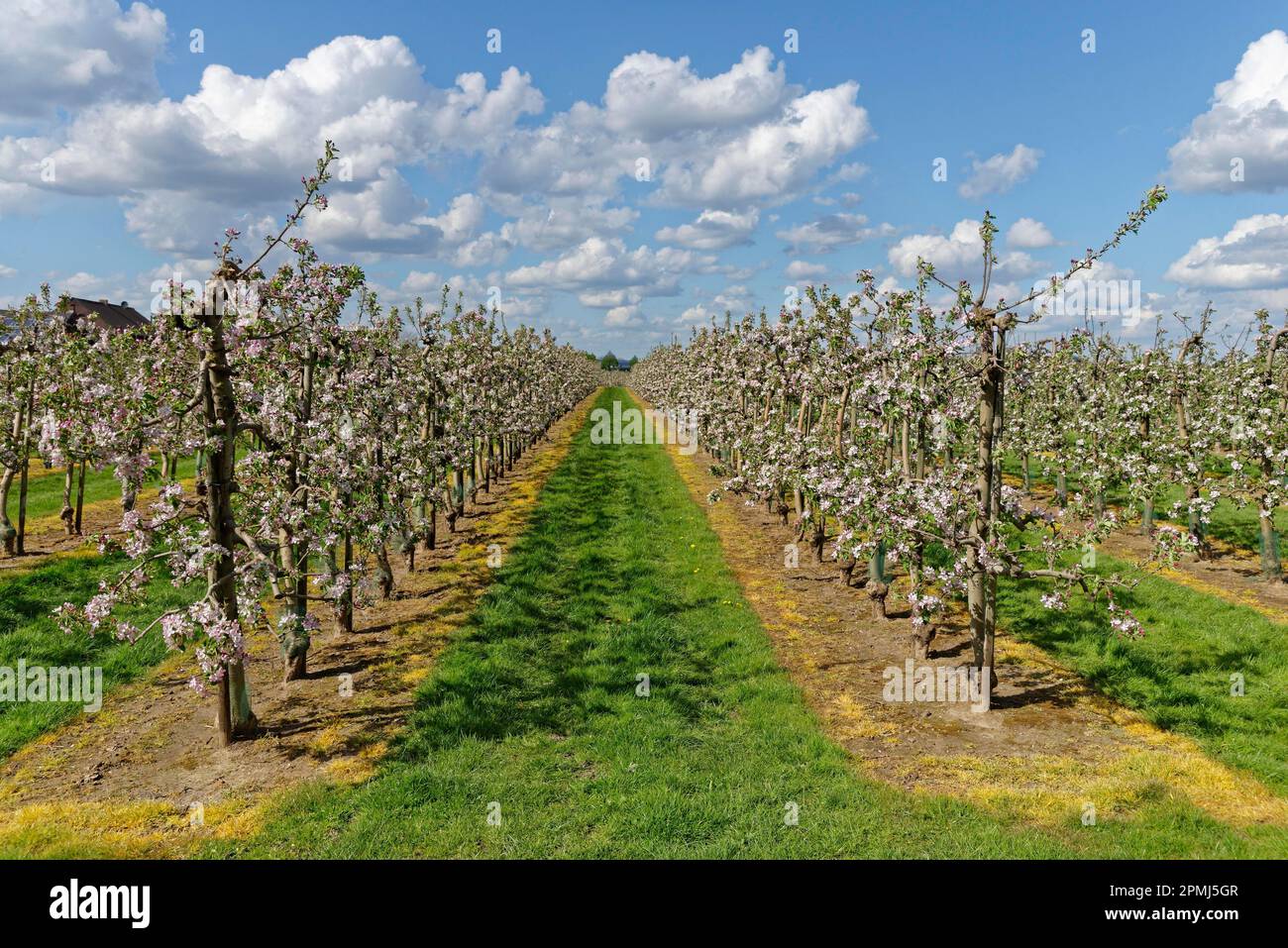 Apple plantation (Malus), Kempen, NRW, Germany Stock Photo - Alamy