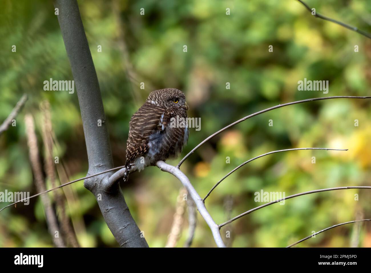 Asian barred owlet (Glaucidium cuculoides) observed in Rongtong in West ...
