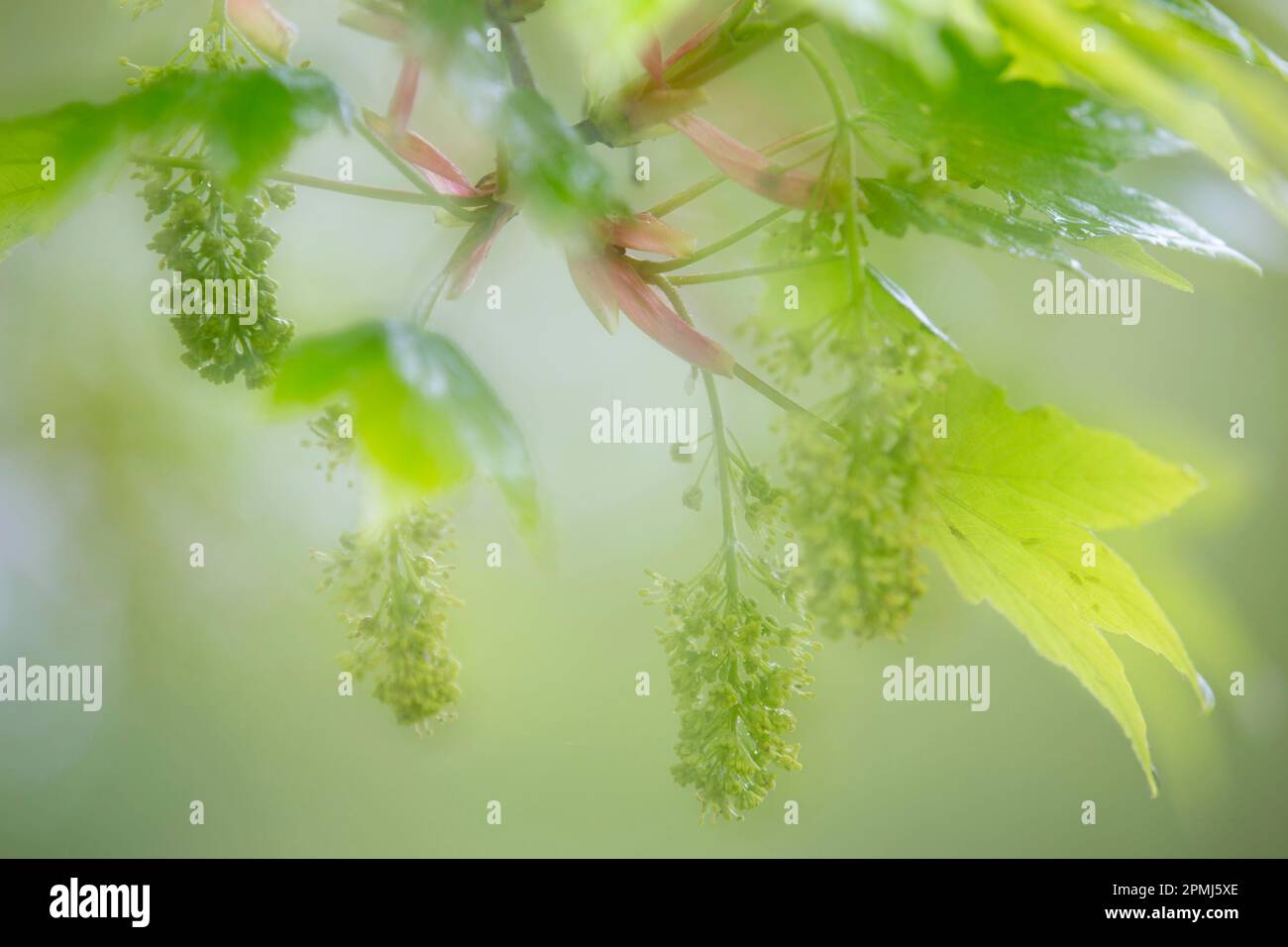 Maple blossom hi-res stock photography and images - Alamy